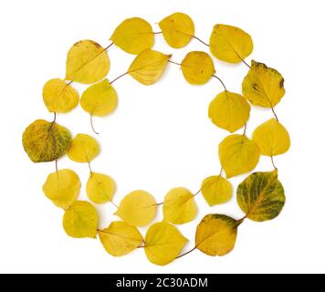 round wreath of yellow dried apricot leaves on a white background, copy ...