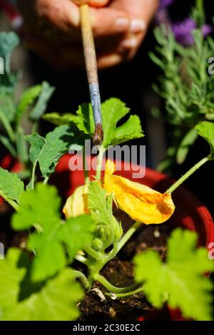 Hand pollinating zucchini flowers with a paint brush Stock Photo - Alamy