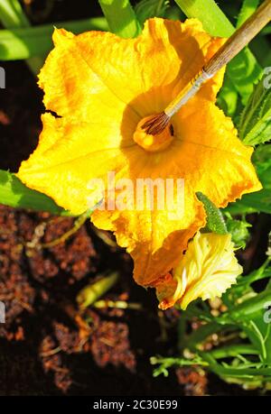 Hand pollinating (pollination) Squash Zucchini, Male and Female ...