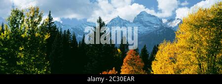 Coniferous forest in Grand Teton National Park, Wyoming Stock Photo - Alamy