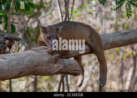 Fossa at Kirindy Forest, Morondava, Madagascar, Africa Stock Photo - Alamy