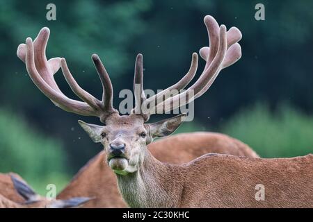 Dama dama, Dammwild,male, Hirsch, Wald wood, Wild, Fallow deer ...