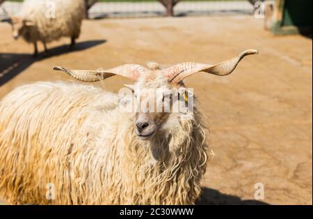 Racka Sheep in a farm park Stock Photo - Alamy