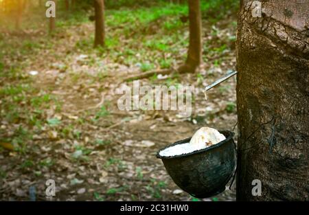 extraction of natural latex. Latex collect in plastic cup. Latex raw ...