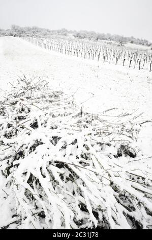 Vineyards with watchtower in winter at Burgenland Austria Stock Photo ...