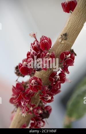 Cauliflory Pavonia cauliflora (Syn. Goethea cauliflora) in the ...