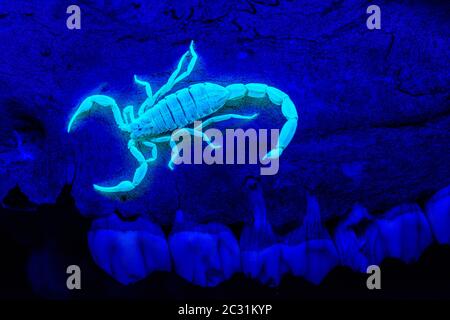Striped Bark Scorpion, Centruroides vittatus, fluorescing under a UV ...