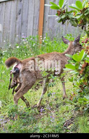A blacktail deer giving birth to a stillborn fawn that is stuck in the ...