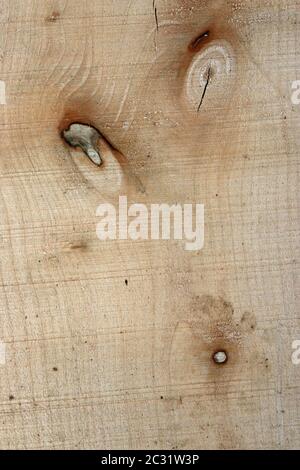 Sycamore (Acer pseudoplatanus). Recently cut logs showing cross ...