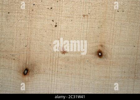 Sycamore (Acer pseudoplatanus). Recently cut logs showing cross ...