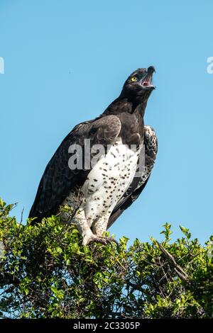 Martial eagle lifts head to yawn widely Stock Photo - Alamy