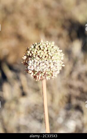 the blossom of an indeterminate plant, flower Stock Photo - Alamy