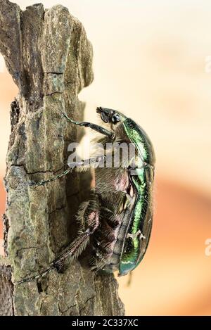 Closeup shot of a Cetonia aurata beetle perched on a green plant leaf ...