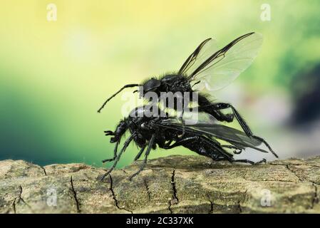 Macro Focus Stacking shot of St. Mark's Fly or St. Mark's Flies. Her ...