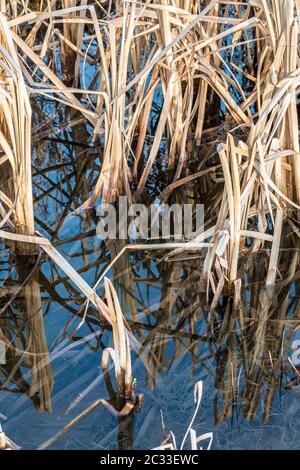 Marshland with smelling brackish water and a lot of reeds Stock Photo ...