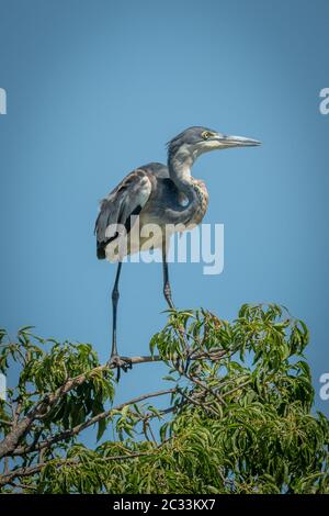 A grey Heron perches on the top of a dead tree in a dry watering hole ...