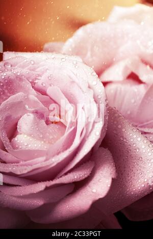 Close up of pink rose petails covered dew Stock Photo - Alamy