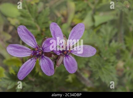 Red-stem filaree 'Erodium cicutarium' Stock Photo - Alamy