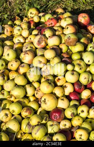 Apple core is thrown into trash, food waste.On white background isolate ...