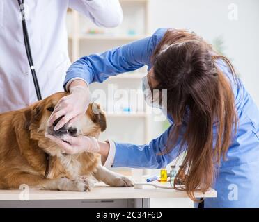 Doctor and assistant checking up golden retriever dog in vet clinic ...