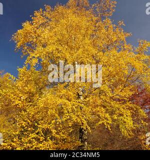 Birch in Autumn, Nature Reservat Senne, Oerlinghausen, Eastwestphalia ...