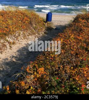 sea buckthorns Hippophae rhamnoides at the beach of Holly Harbour Stock ...
