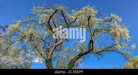 Berlin Lilienthal memorial Stock Photo - Alamy