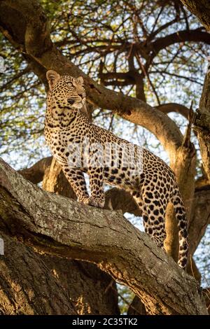Leopard stands on thick branch turning head Stock Photo - Alamy