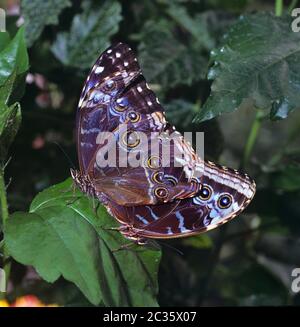 Blue Morpho Butterflies, Mating, Morpho peleides, Central & South ...