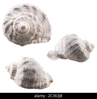 Close-up of a Rapana venosa sea snail shell on a black background ...