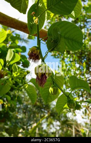 Giant granadilla (Passiflora quadrangularis), fruit Stock Photo - Alamy
