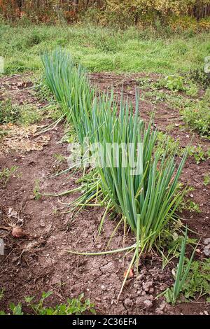 Green onions overgrown with weeds in the bed of a home garden close-up ...