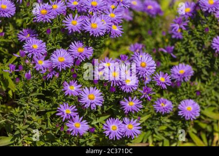 Daisy in a german garden in Gießen, Hessen, Germany Stock Photo - Alamy