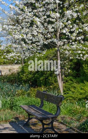 A park bench with an apple tree behind it with white flowers, tall ...