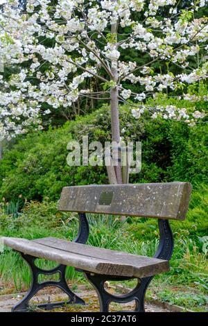 A park bench with an apple tree behind it with white flowers, tall ...