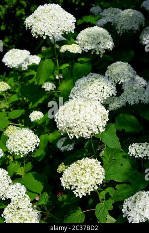 smooth hydrangea, wild hydrangea, or sevenbark, Wald-Hortensie ...