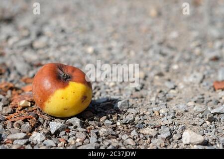 Rotten apple on a road in autumn focus stacking Stock Photo - Alamy