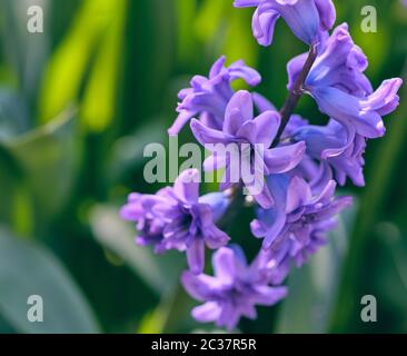 bouquet of blue blooming oriental hyacinth on a green background ...