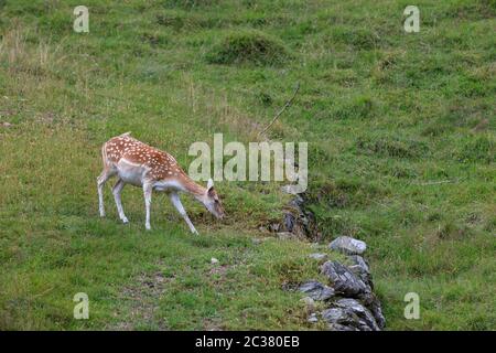 fallow deer (Dama dama) in Merlet Animal Park. Chamonix, France Stock ...