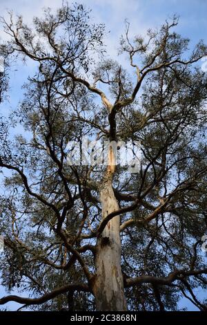 A large Eucalyptus tree from the ground up Stock Photo - Alamy