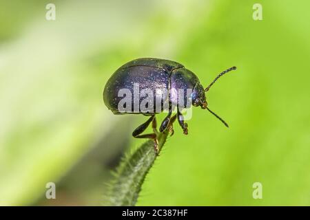 Small bloody-nosed beetle (Timarcha goettingensis). A flightless beetle ...