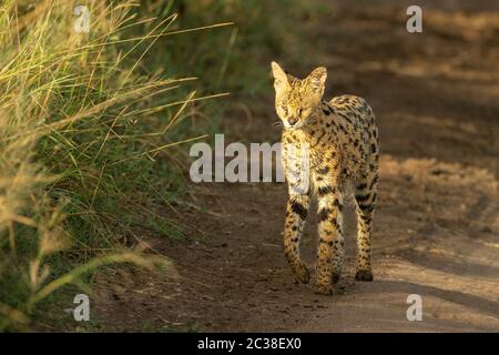 Serval walks on dirt track with raised paw Stock Photo - Alamy
