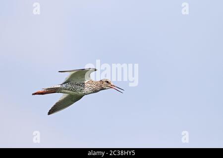 Common redshank in flight Stock Photo - Alamy