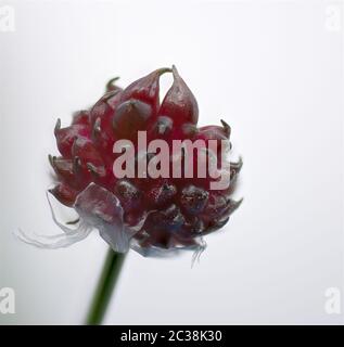 allium; leek; flower; blossom; closeup Stock Photo - Alamy