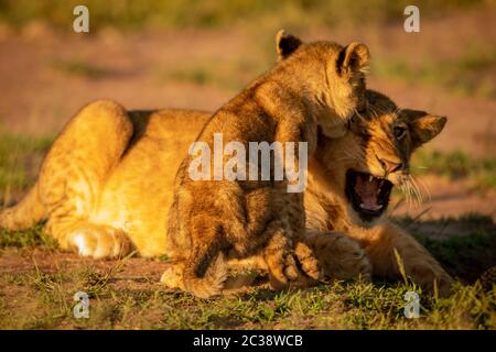 Lion cub bites another lying on grass Stock Photo - Alamy