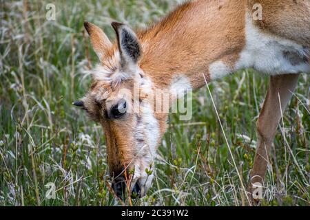 Pronghorn in the field of Custer State Park, South Dakota Stock Photo ...