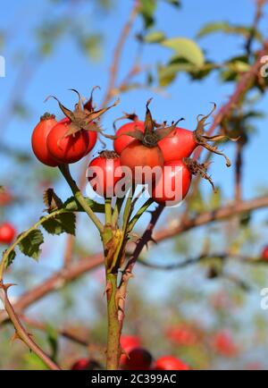Rose hips on bush on hedge along Rectory Lane, Saltwood, Hythe, Kent ...