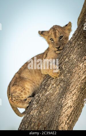 Lion cub on tree trunk looking up Stock Photo - Alamy