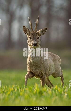 Red deer approaching on field in autumn sunset light Stock Photo - Alamy