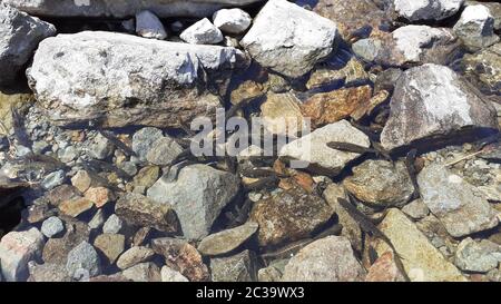 Grizedale Tarn, Lake District Stock Photo - Alamy